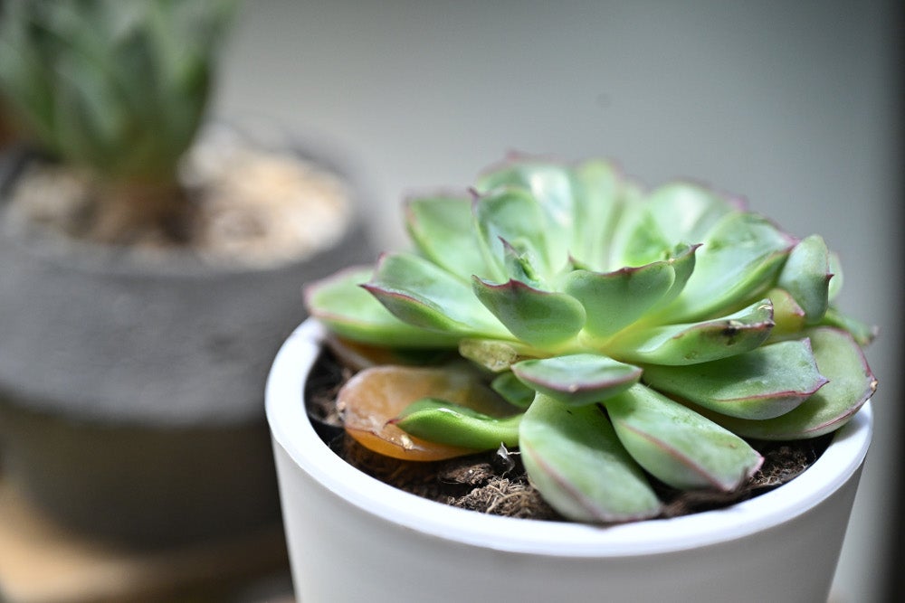 触ってはいけないBL絶対領域に挑戦！『毒恋』編集者・三木一馬氏に聞く作品誕生秘話｜TBSテレビ